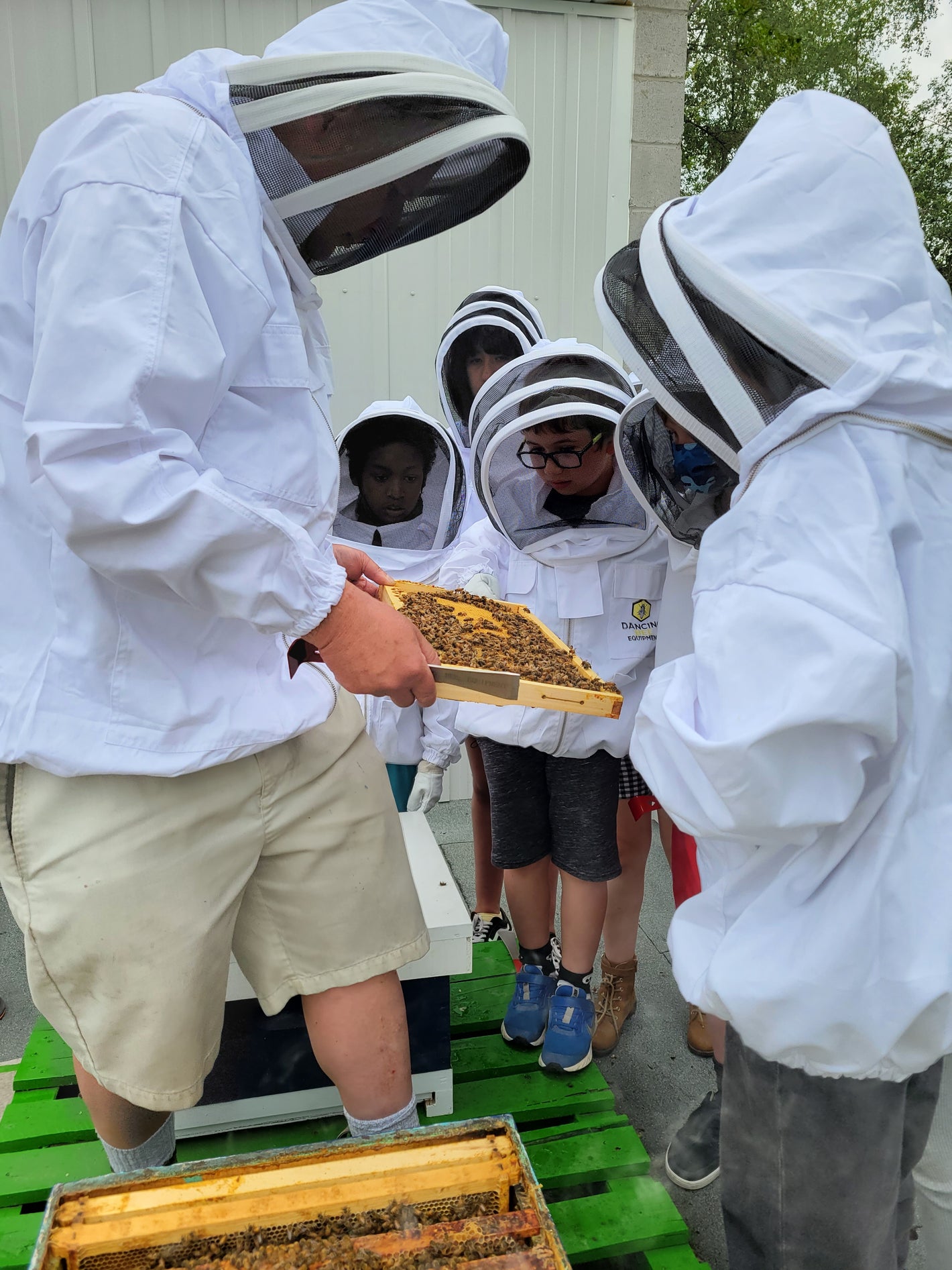 The Bee Shop best natural honey royal jelly bee pollen and propolis ...